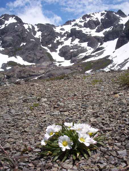 Homepage of ChileFlora.com, a supplier of native Chilean seeds and ...