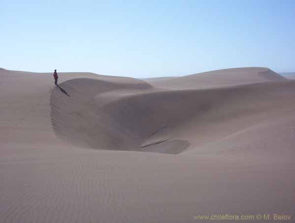 Homepage of ChileFlora.com, a supplier of native Chilean seeds and ...